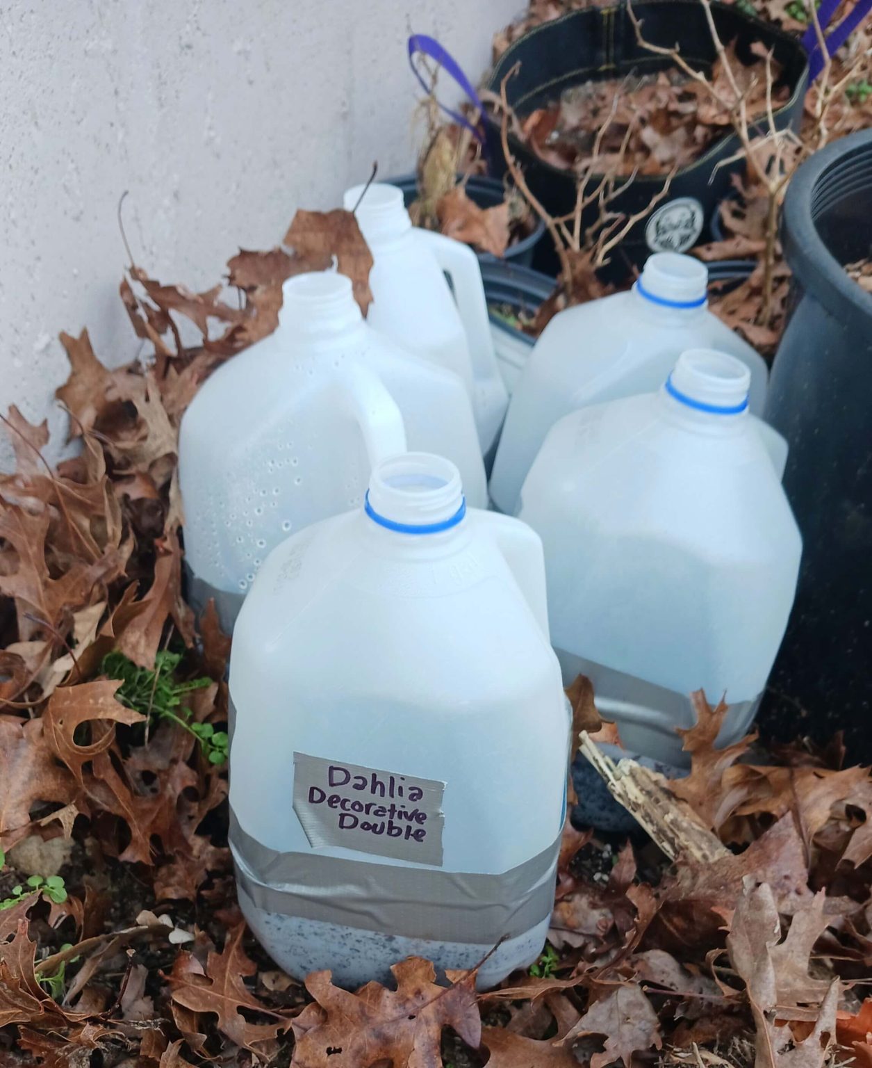 [Guide] Winter Sowing Seed List - Effective Methods